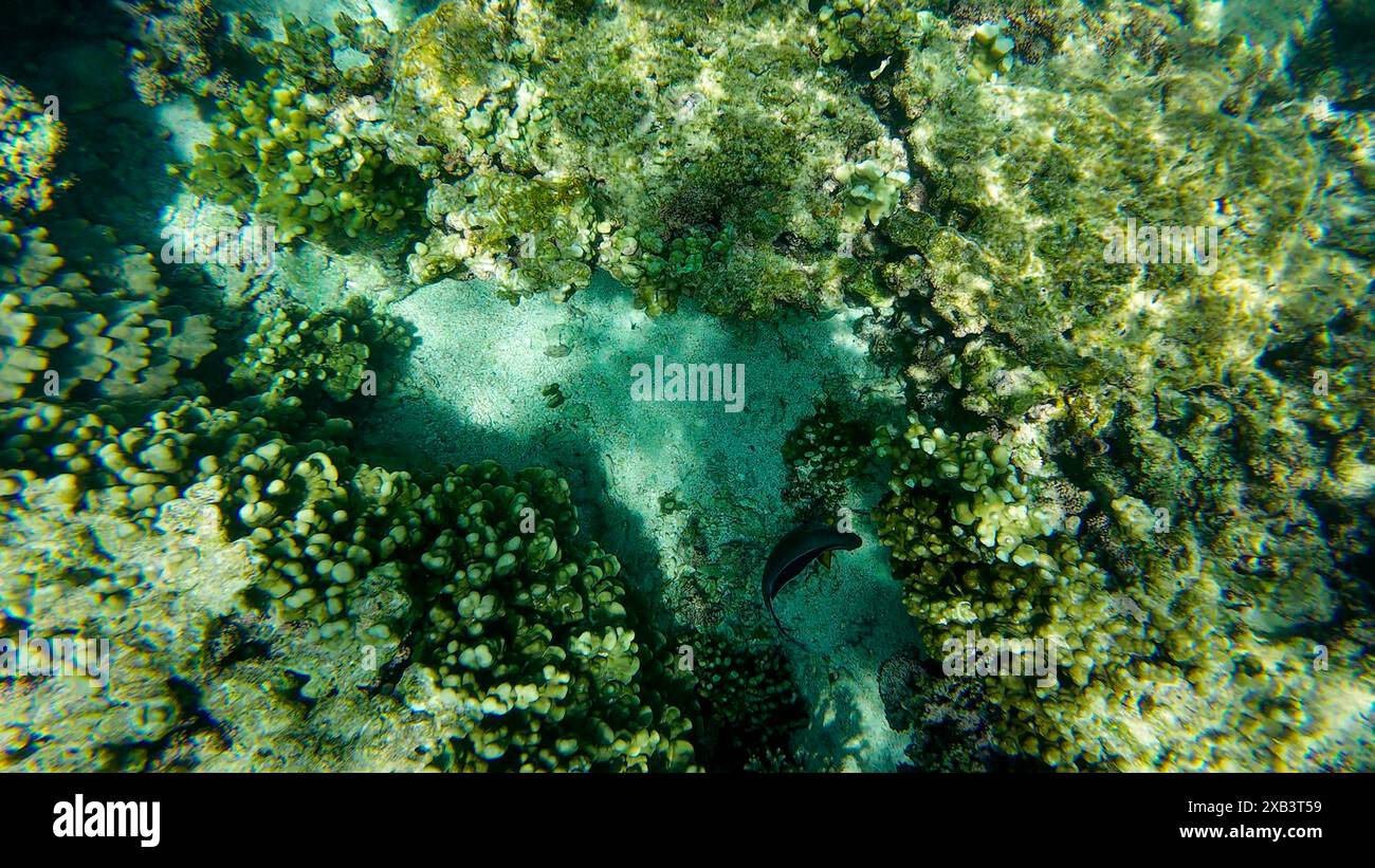 Photography of fish and corals in Oman near Muscat during spring sunny ...