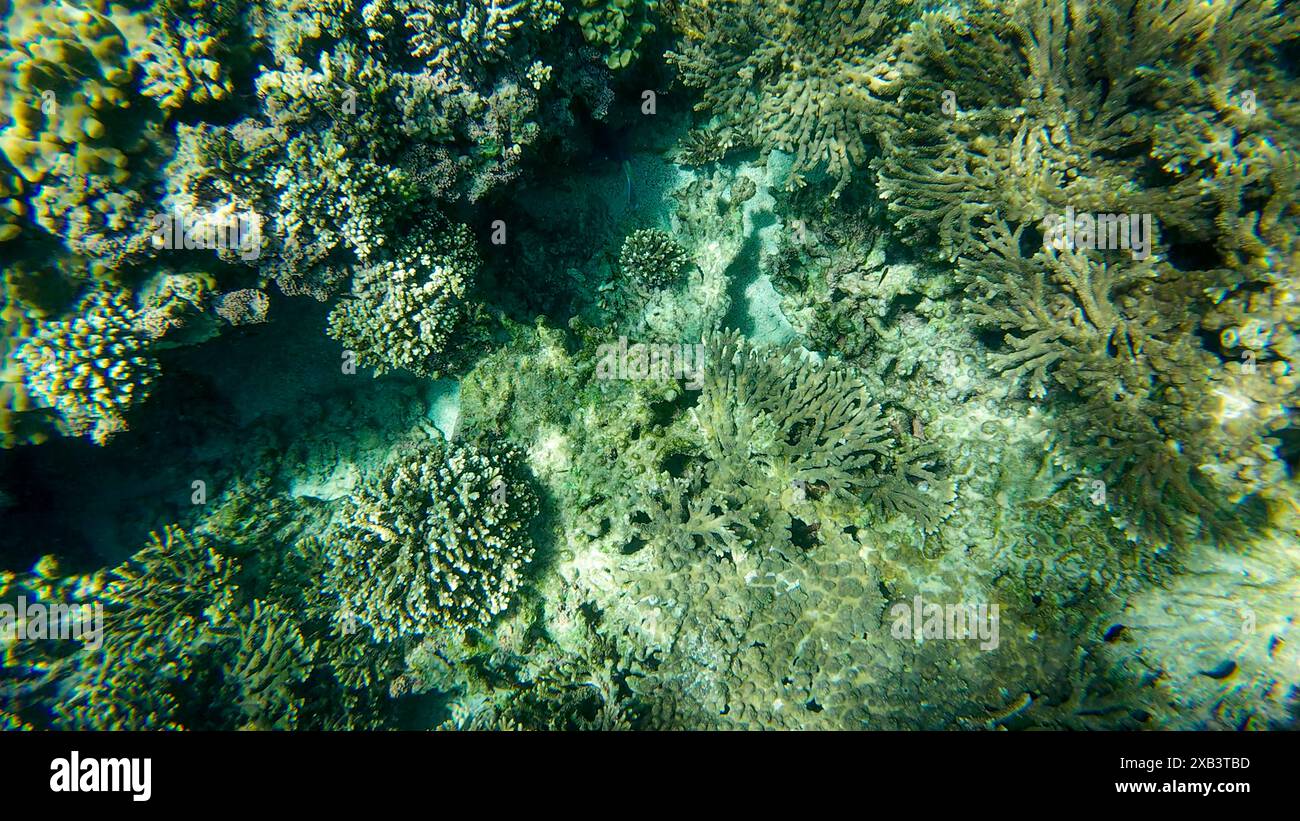 Photography of fish and corals in Oman near Muscat during spring sunny ...