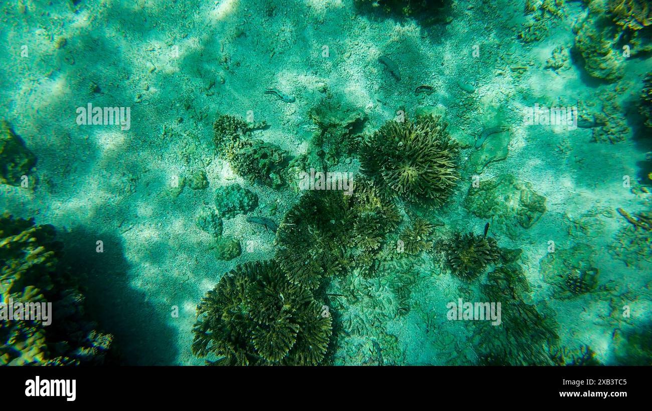 Photography of fish and corals in Oman near Muscat during spring sunny ...