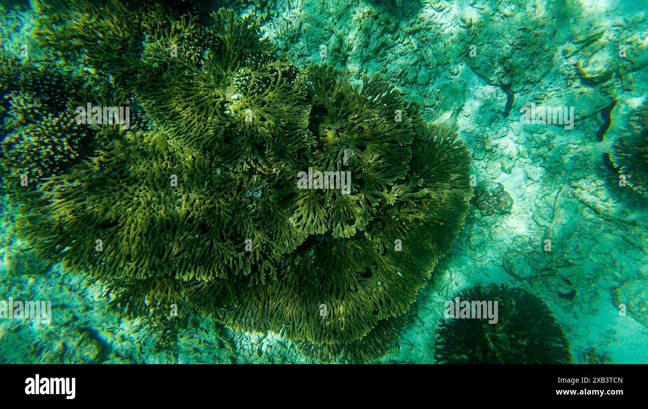 Photography of fish and corals in Oman near Muscat during spring sunny ...