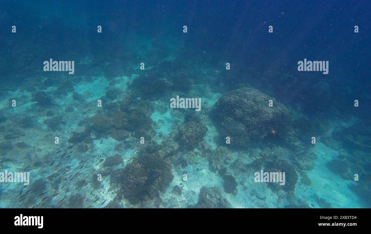 Photography of fish, sharks and corals in Oman near Muscat during ...