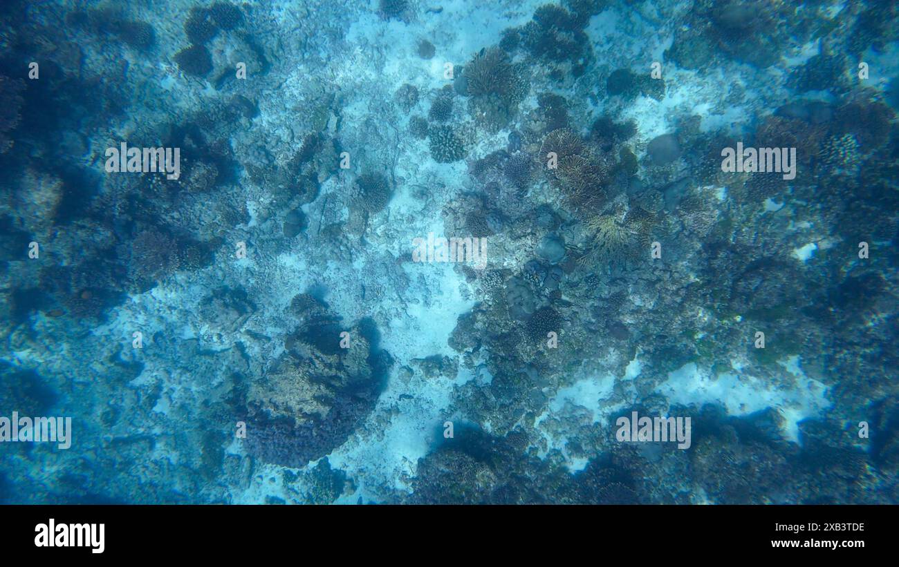 Photography of fish and corals in Oman near Muscat during spring sunny ...