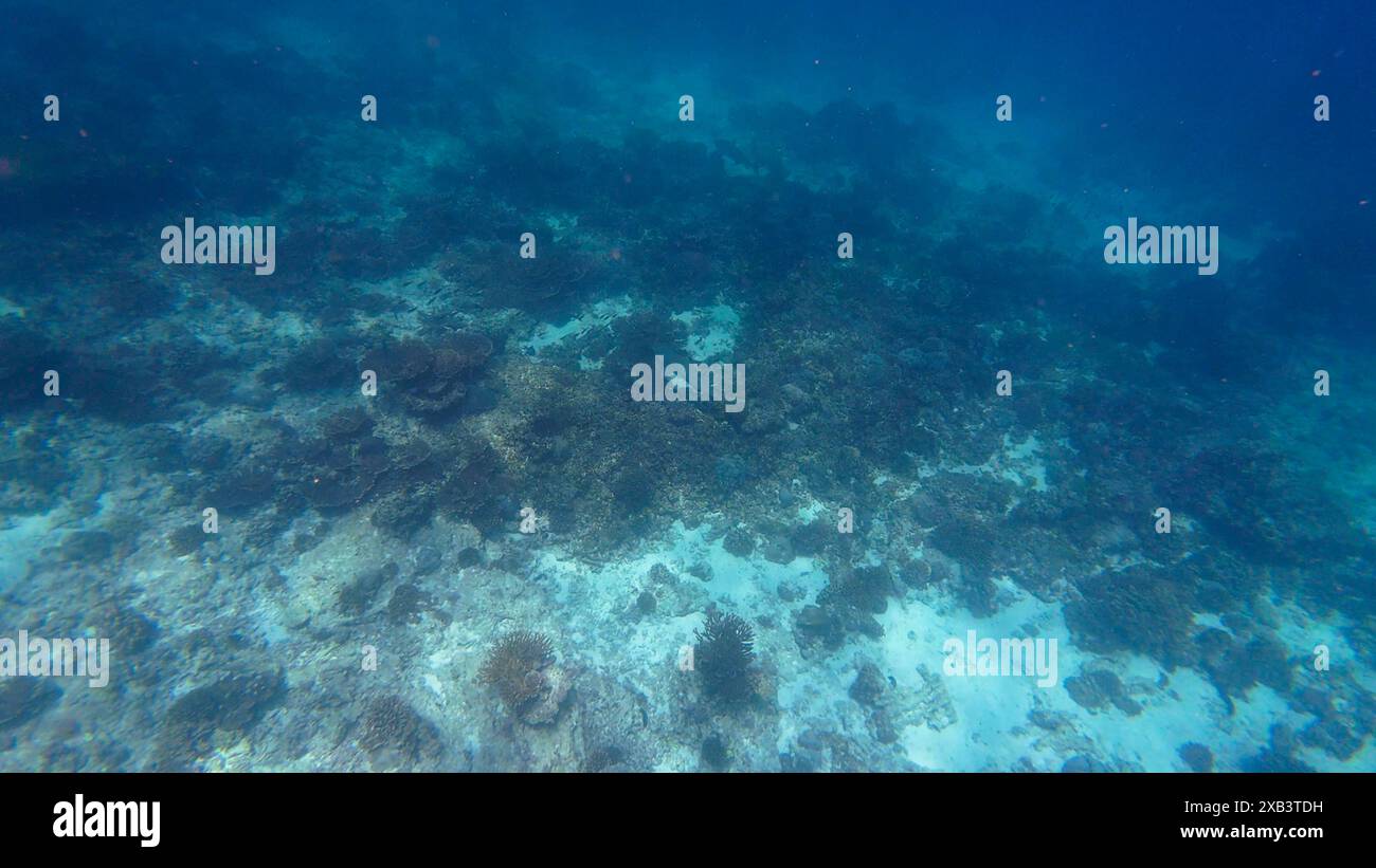 Photography of fish, sharks and corals in Oman near Muscat during ...