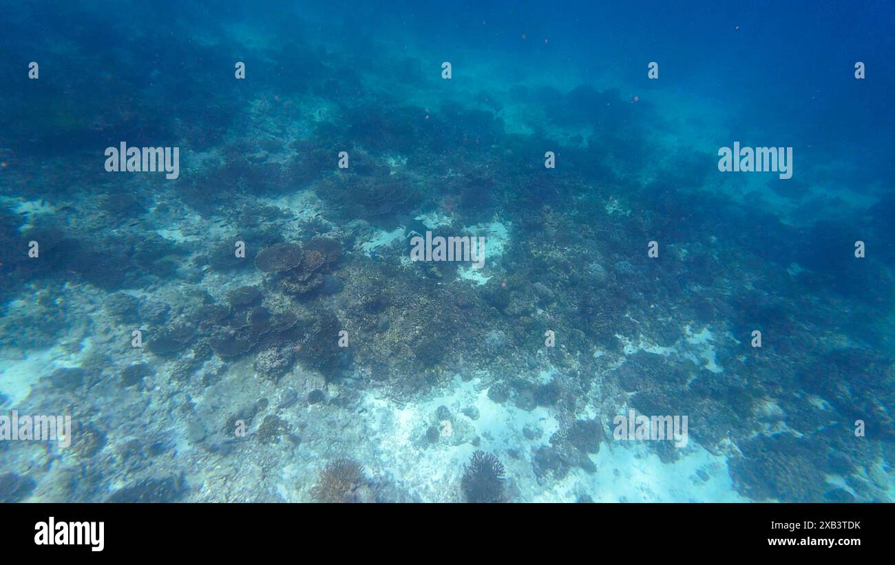 Photography of fish, sharks and corals in Oman near Muscat during ...