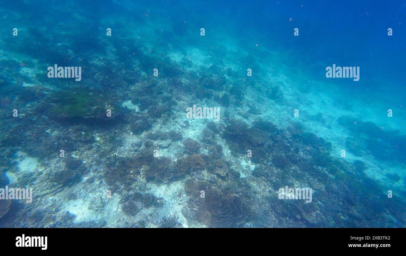 Photography of fish, sharks and corals in Oman near Muscat during ...