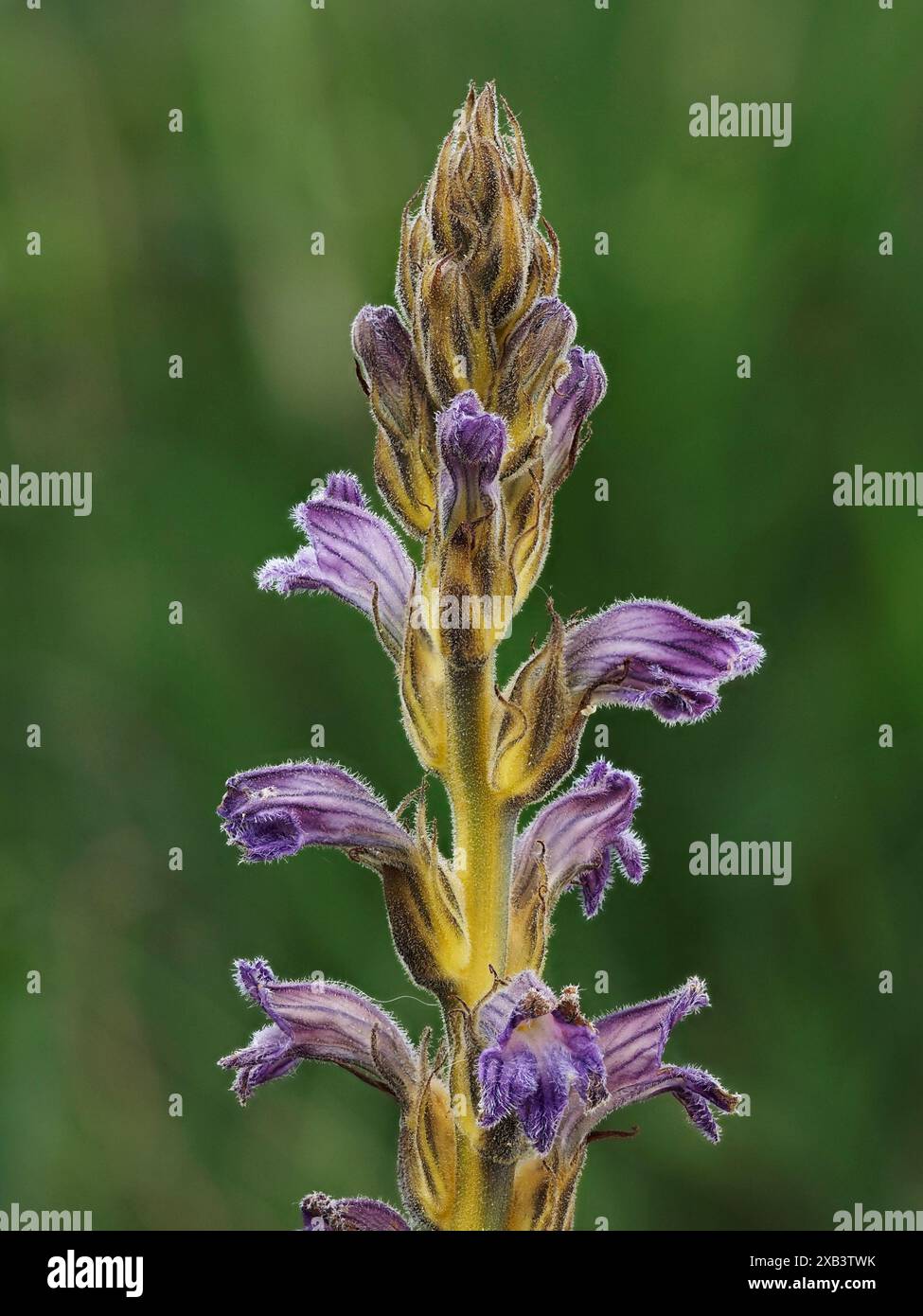 Purple Broomrape, Orobanche purpurea, flower spike Norfolk July Stock ...