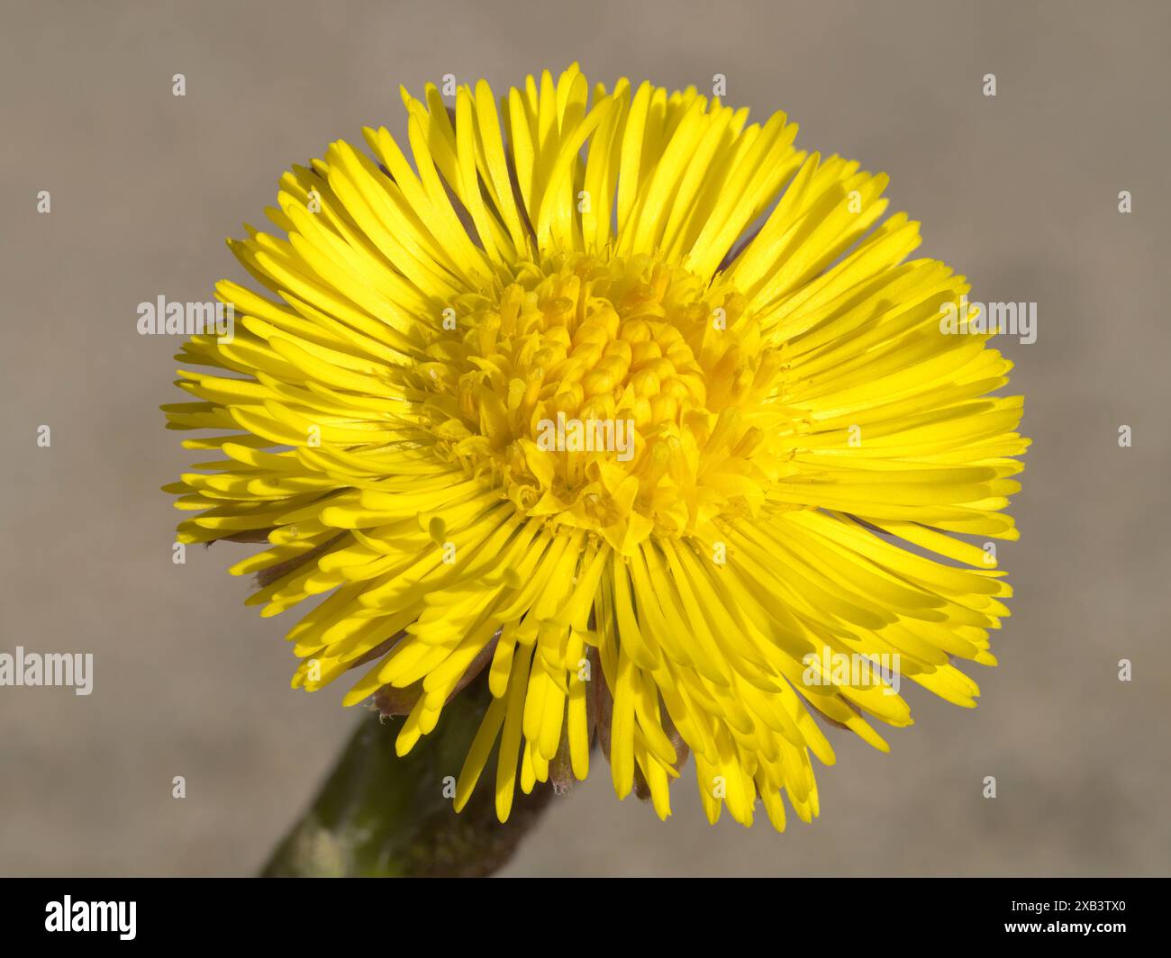 Coltsfoot, Tussilago farfara, flower head detail Norfolk April Stock ...