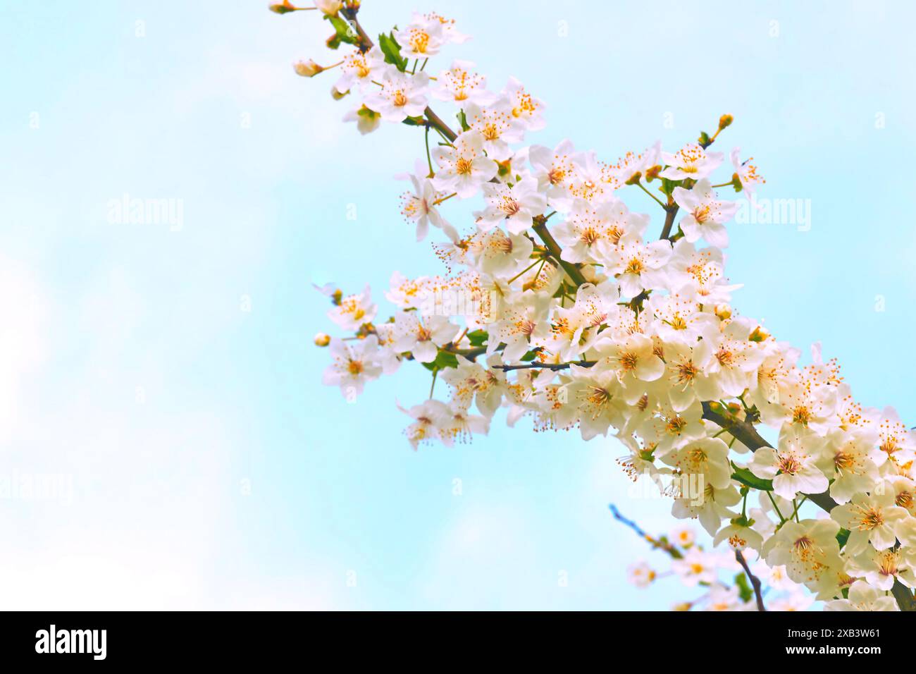 the seed bearing part of a plant, consisting of reproductive organs ...