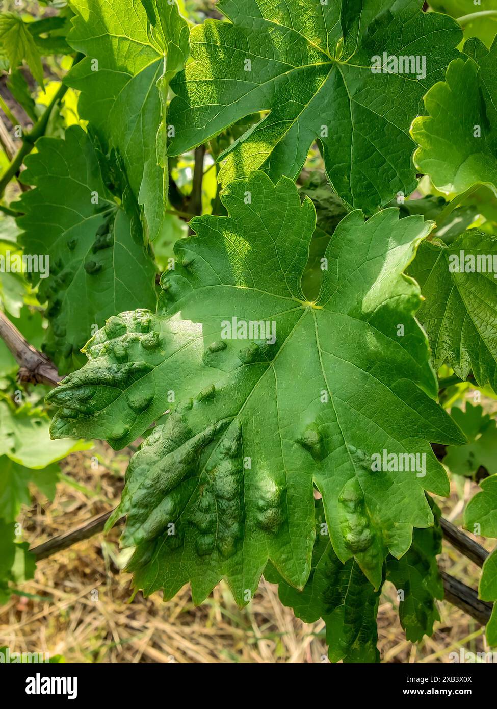 Green grape leaves covered with pimples. Plant disease, infection, pests. Close-up Stock Photo ...