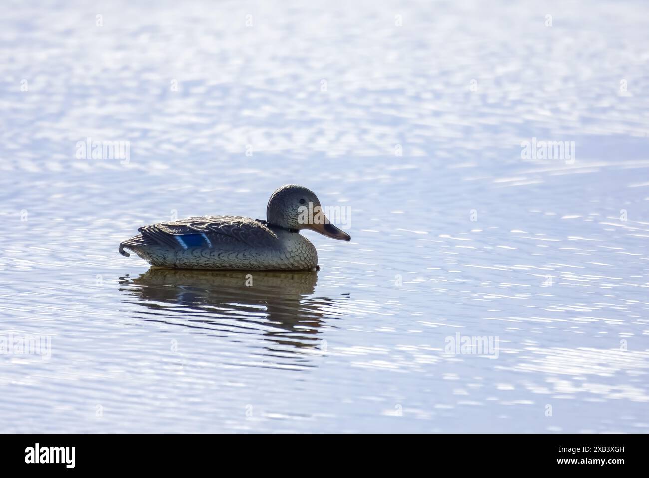 A mallard duck decoy floats on the water with small ripples. Reflection ...