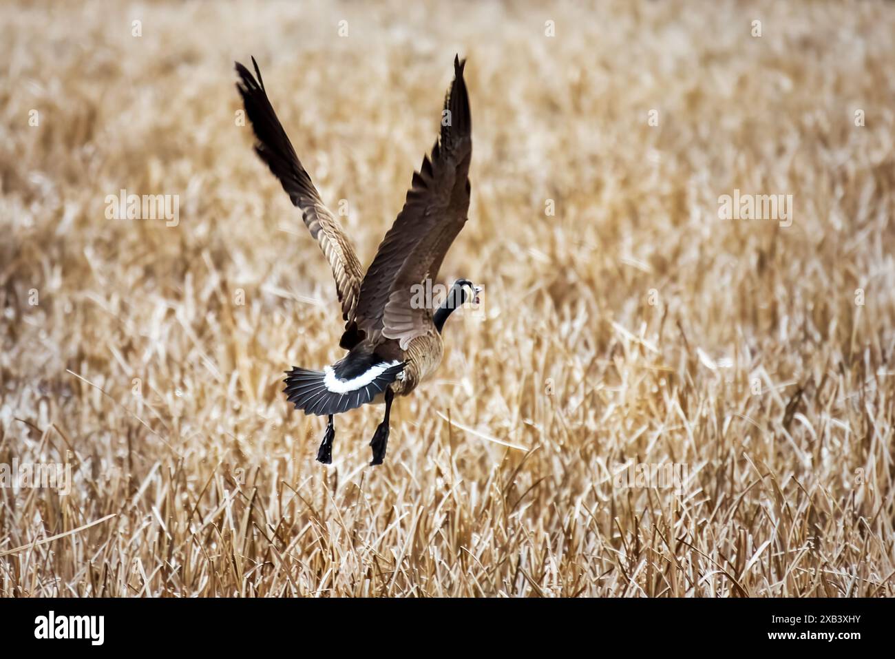 A lone male goose flies across the marsh grasses chasing away potential ...