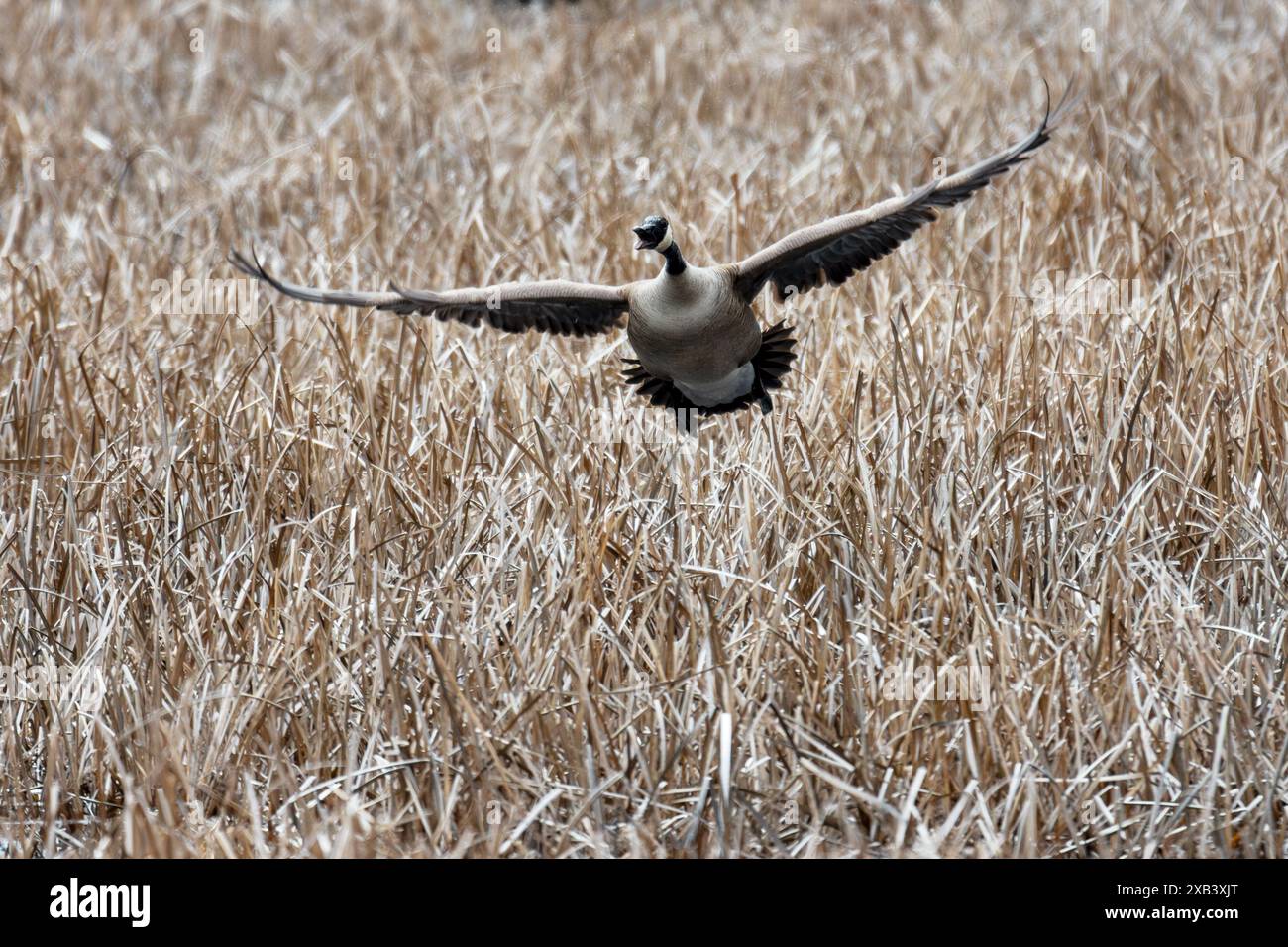 A lone male goose flies across the marsh grasses chasing away potential threats from his nesting ...