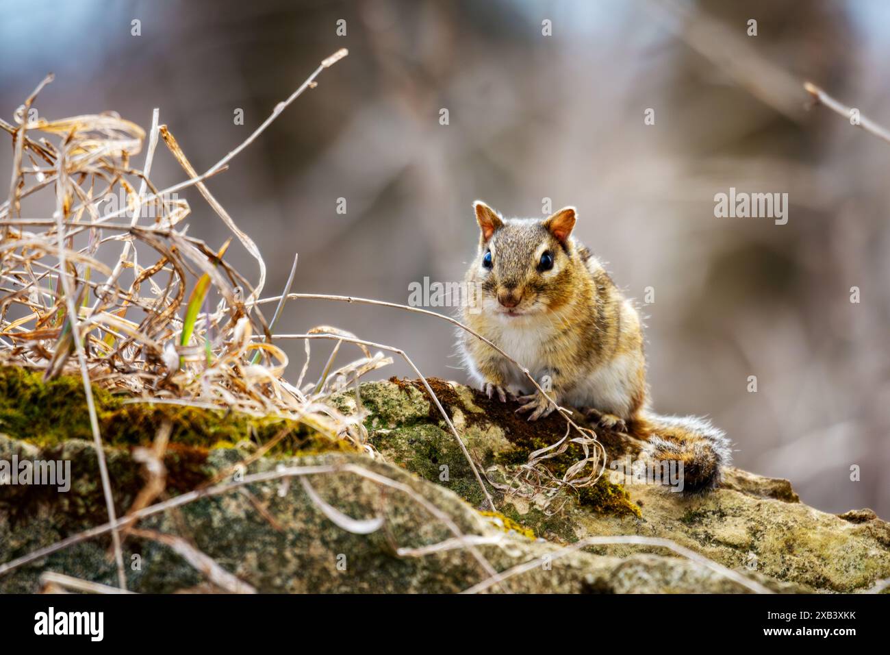 A chipmunk pauses on a rock while scurrying around looking for his next ...