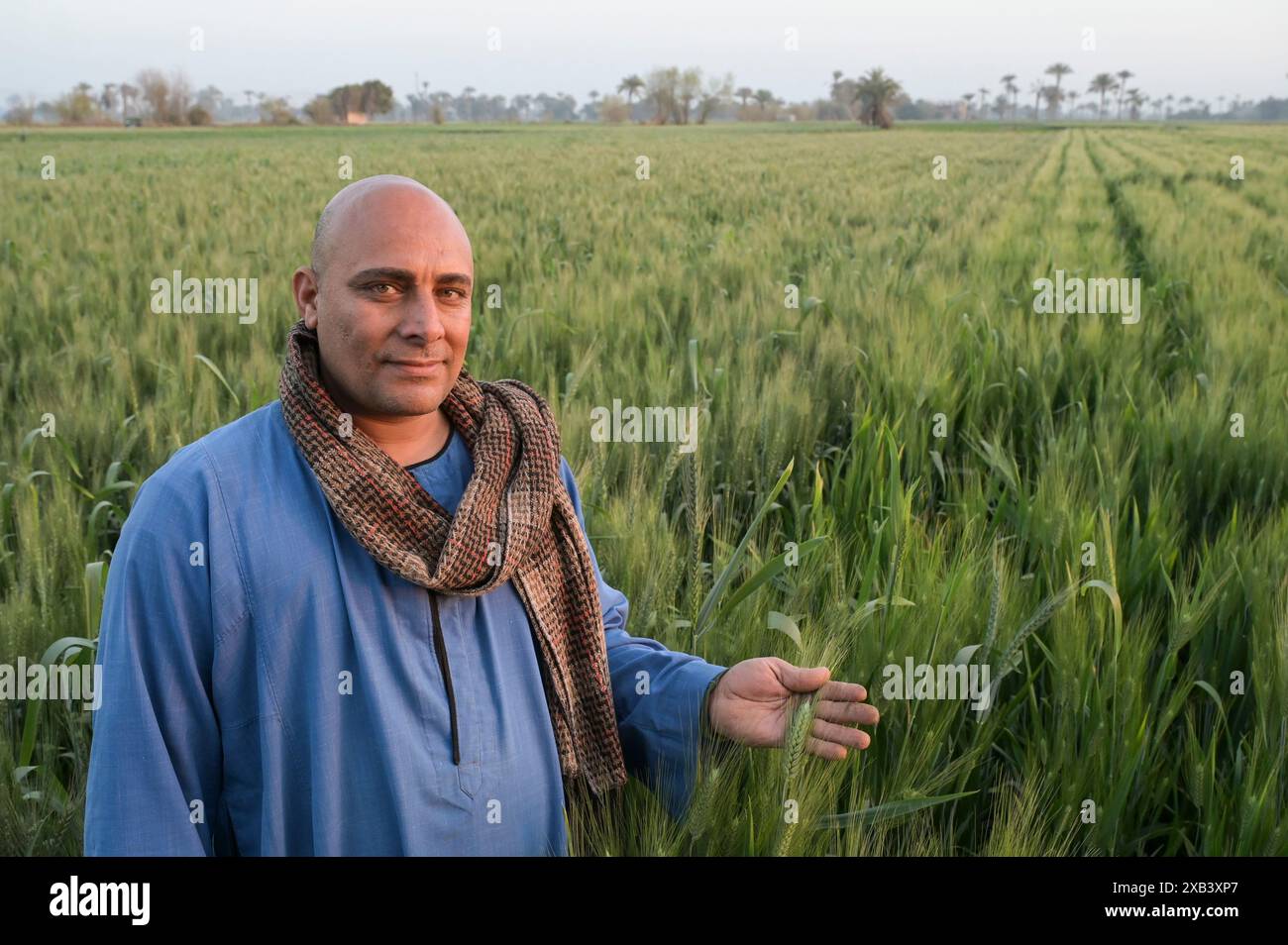 Wheat cultivation egypt hi-res stock photography and images - Alamy