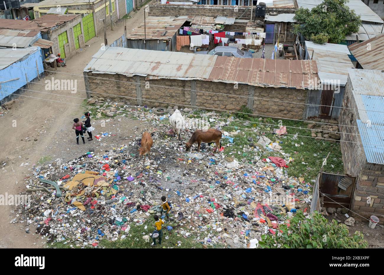 KENYA, Nairobi, township Kasarani, plastic garbage and cows / KENIA ...