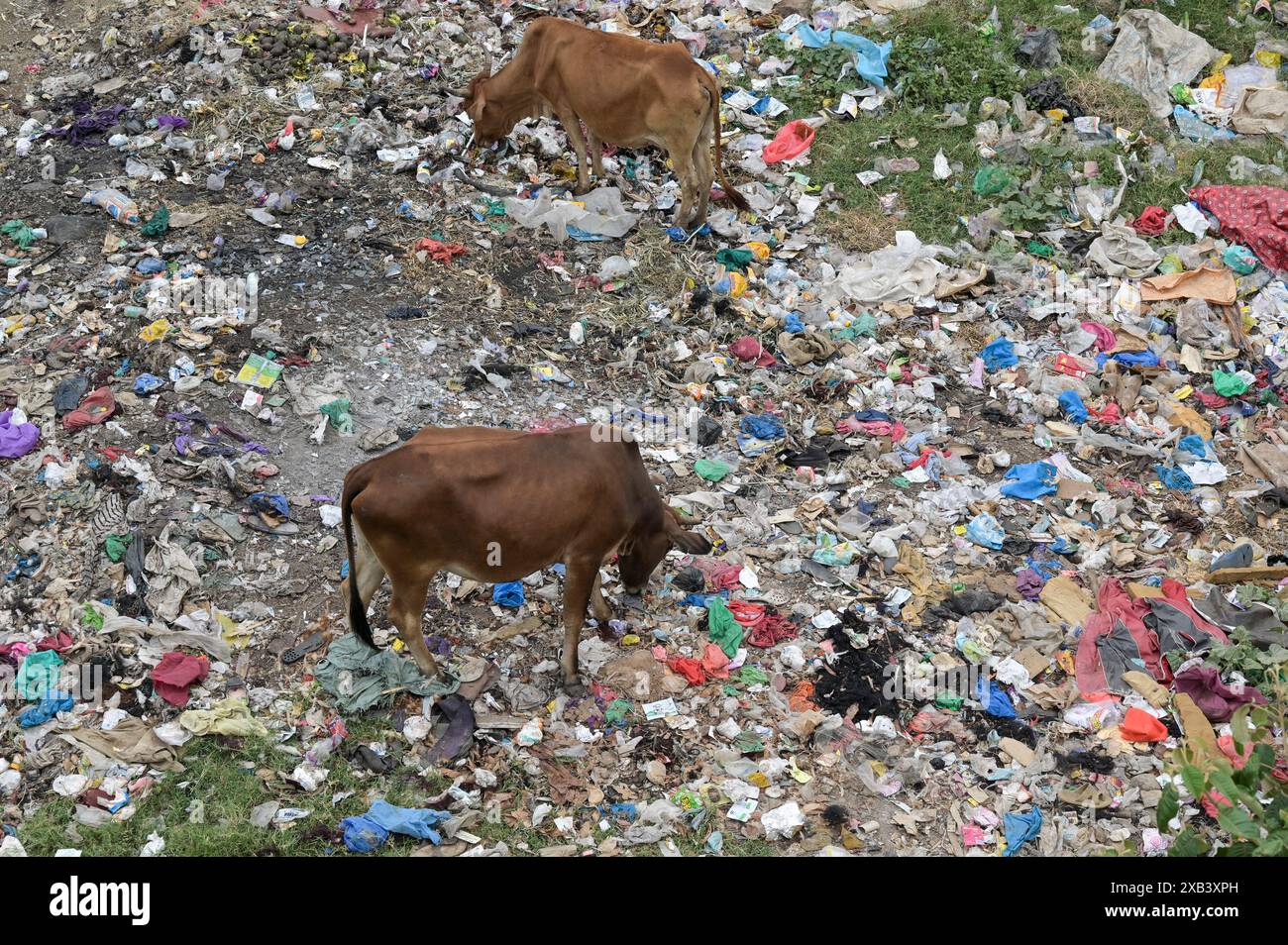 KENYA, Nairobi, township Kasarani, plastic garbage and cows / KENIA ...