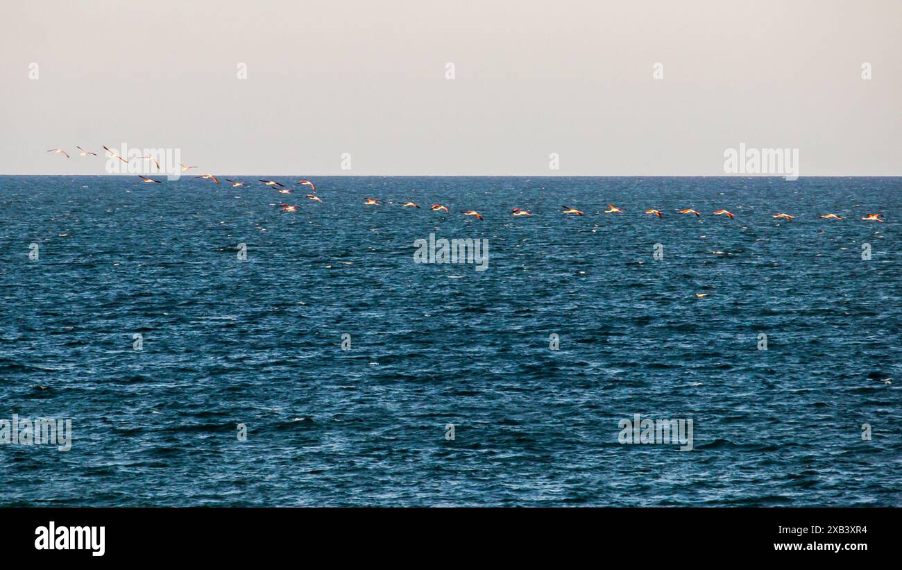 Greater flamingo distant hi-res stock photography and images - Alamy