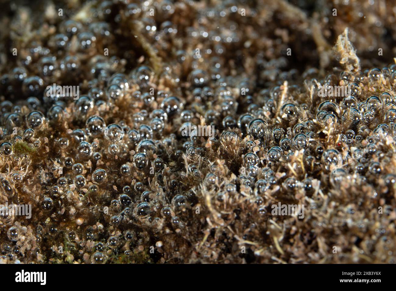 Product of photosynthesis, small bubbles of oxygen are released from a ...