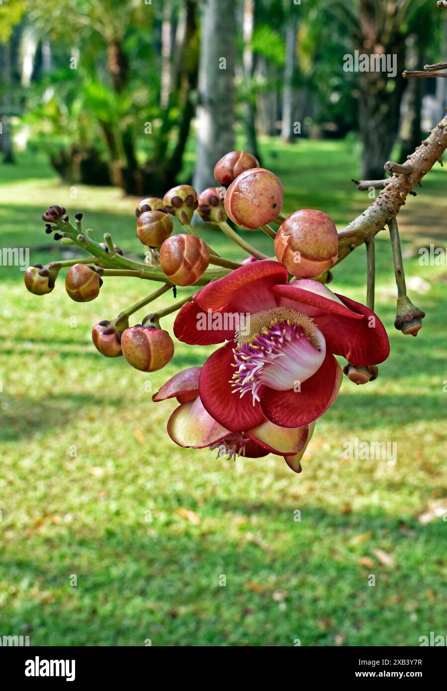 Cannonball tree flower and buds (Couroupita guianensis) in Rio de ...