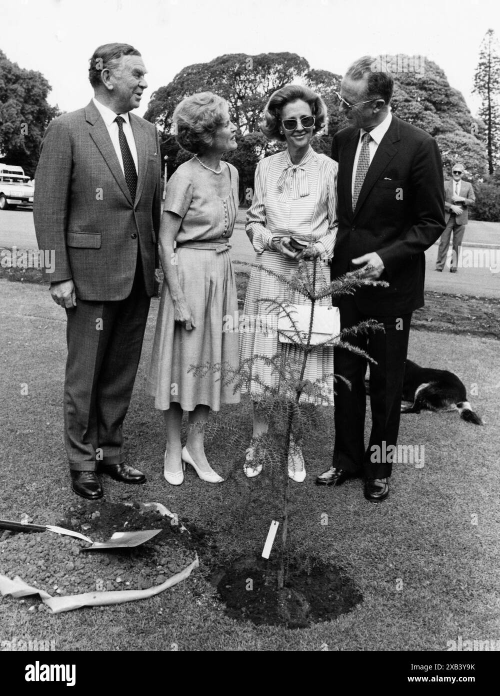 Albero della y hi-res stock photography and images - Alamy