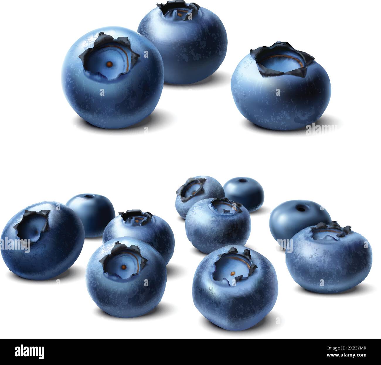 Blueberry. Forest berries isolated on white background Stock Vector ...