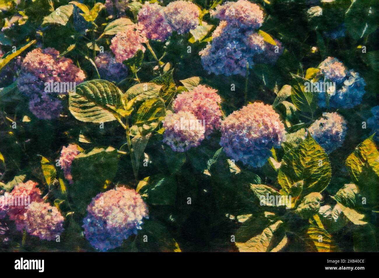 Vibrant hydrangea plant in bloom Stock Photo - Alamy
