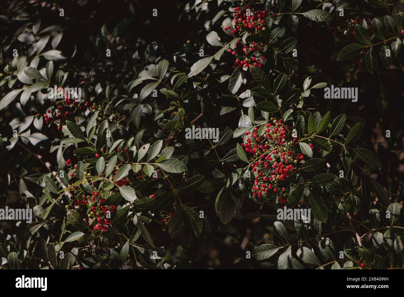 red seeds by the tree Stock Photo - Alamy