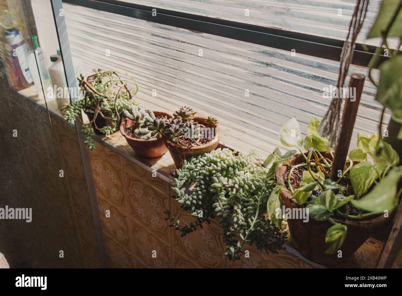 Water window plants hi-res stock photography and images - Alamy