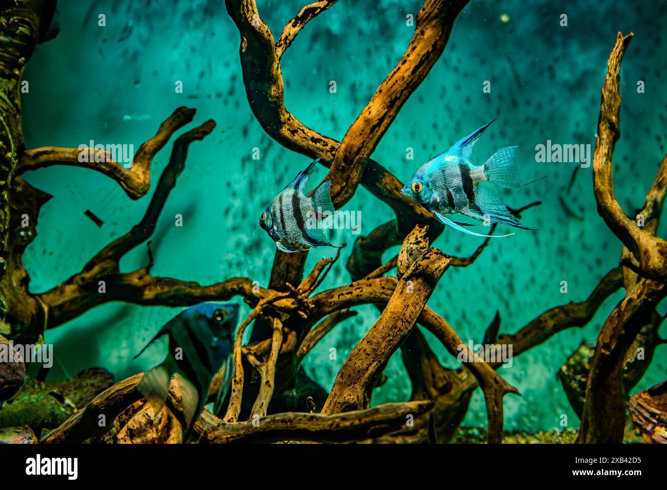 Freshwater aquarium with snags, green stones, tropical fish and water ...