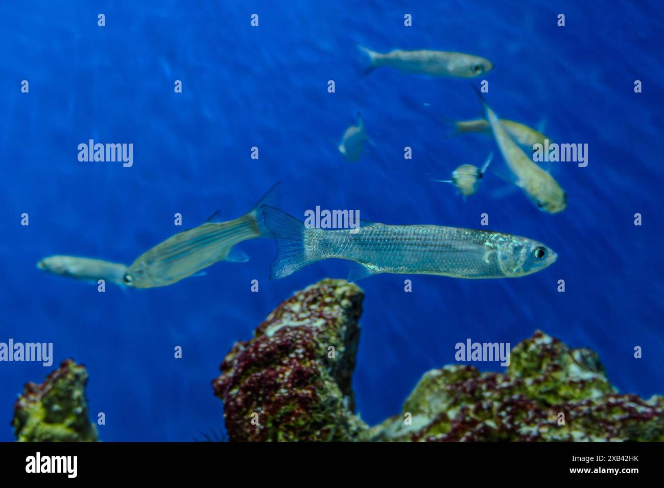 Mullets fish school underwater. The so-iuy mullet Planiliza ...