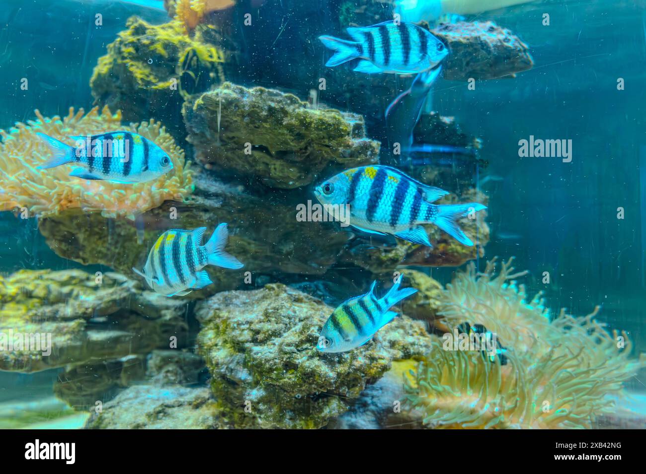 Tropical sea underwater fishes on coral reef. Vibrant striped fish ...