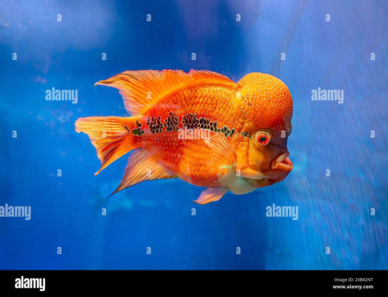 Flowerhorn Cichlid Colorful fish swimming in Aquarium deep blue ...