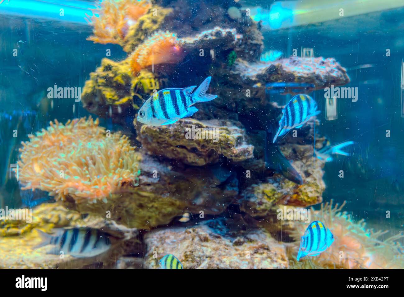 Tropical sea underwater fishes on coral reef. Vibrant striped fish ...