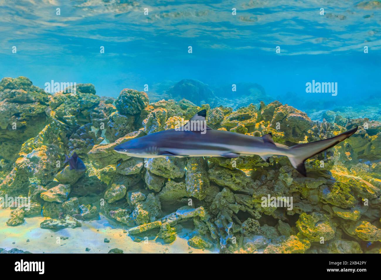 Great Shark Close up Shot. Diving with great sharks. Large white shark ...