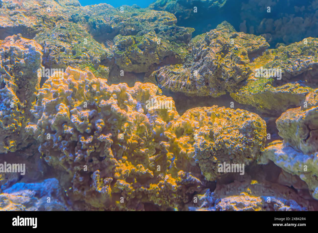 Animals of the underwater sea world. Ecosystem. Colorful tropical fish ...