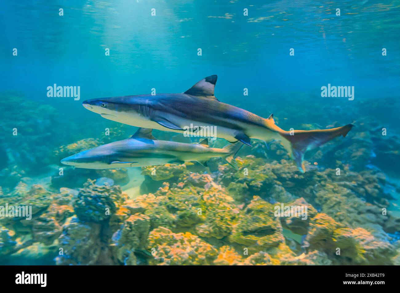 Great Shark Close up Shot. Diving with great sharks. Large white shark ...