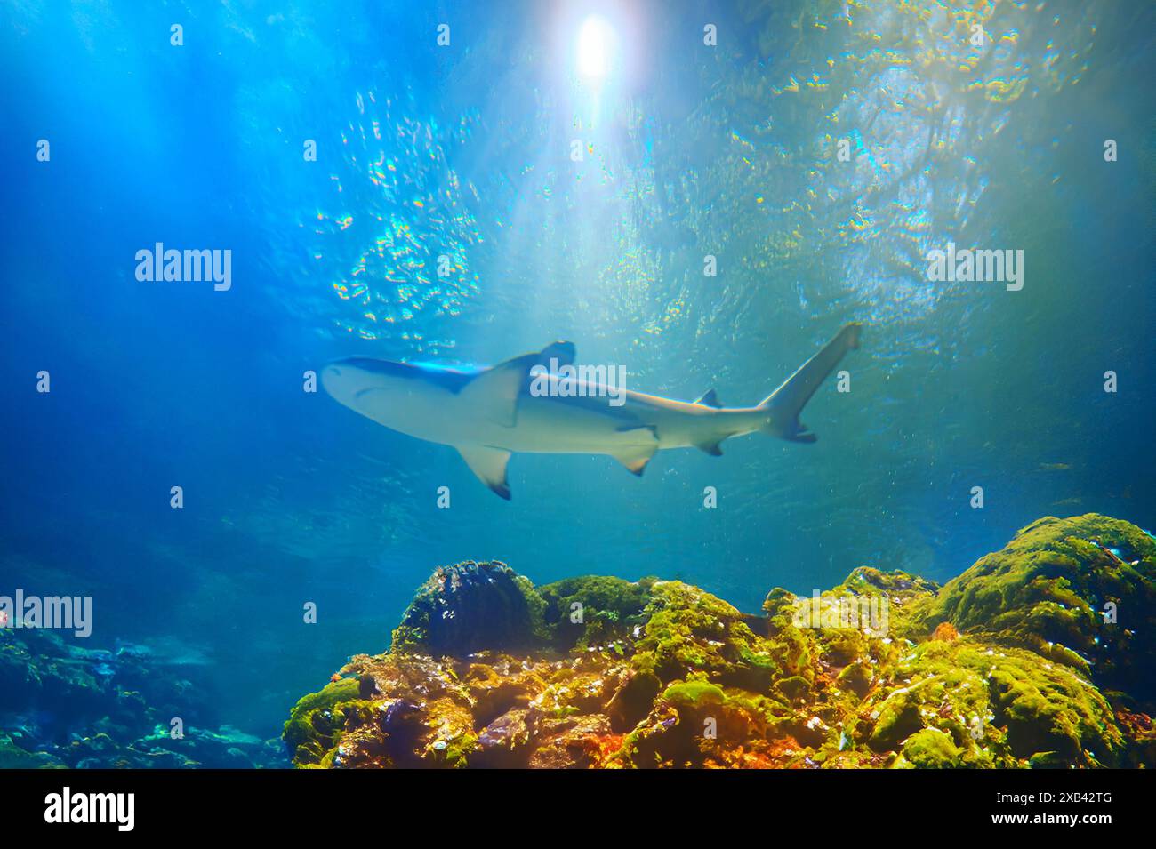 Great white shark swimming coral hi-res stock photography and images ...