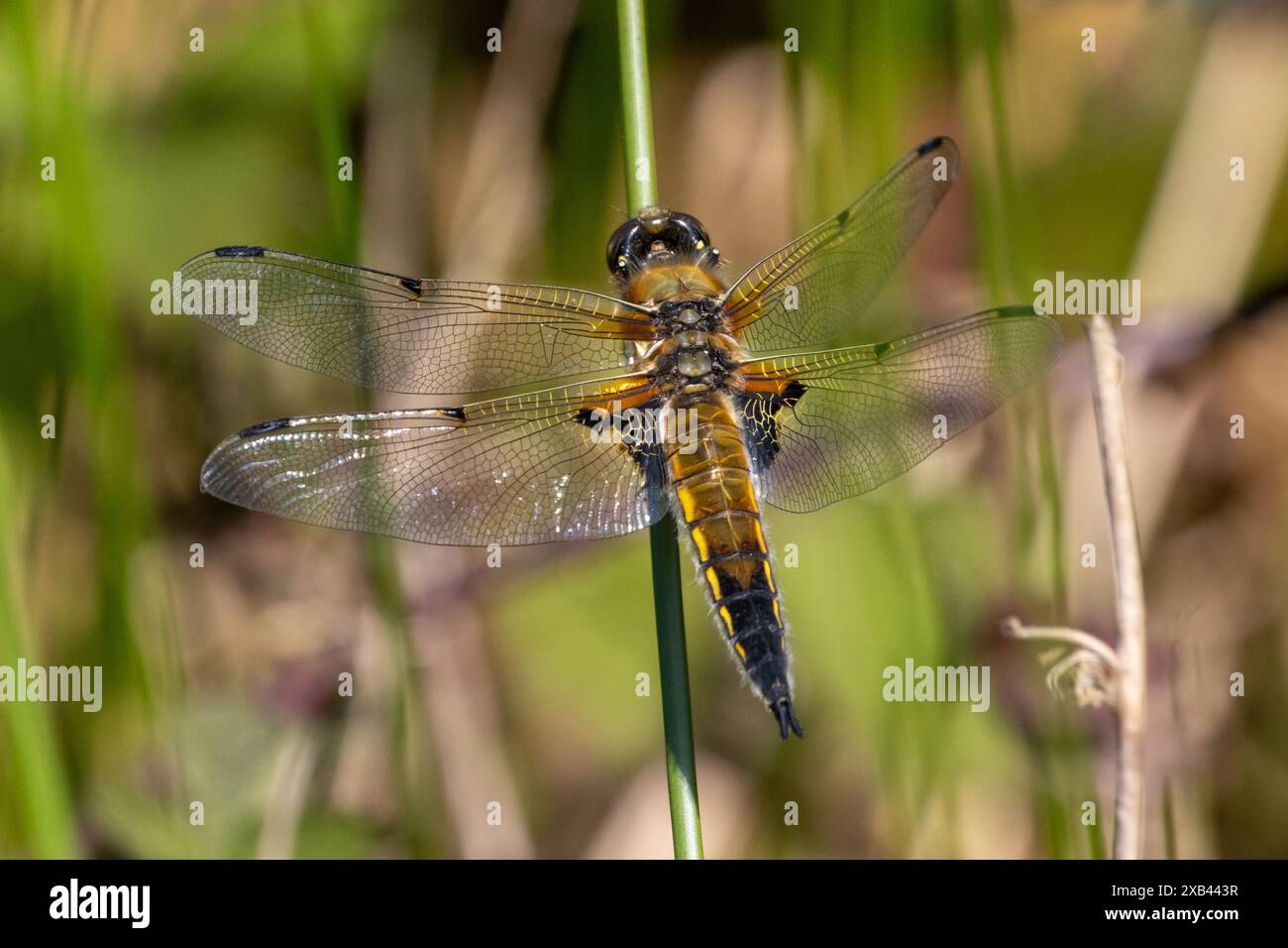 British four spotted chaser dragonfly hi-res stock photography and ...