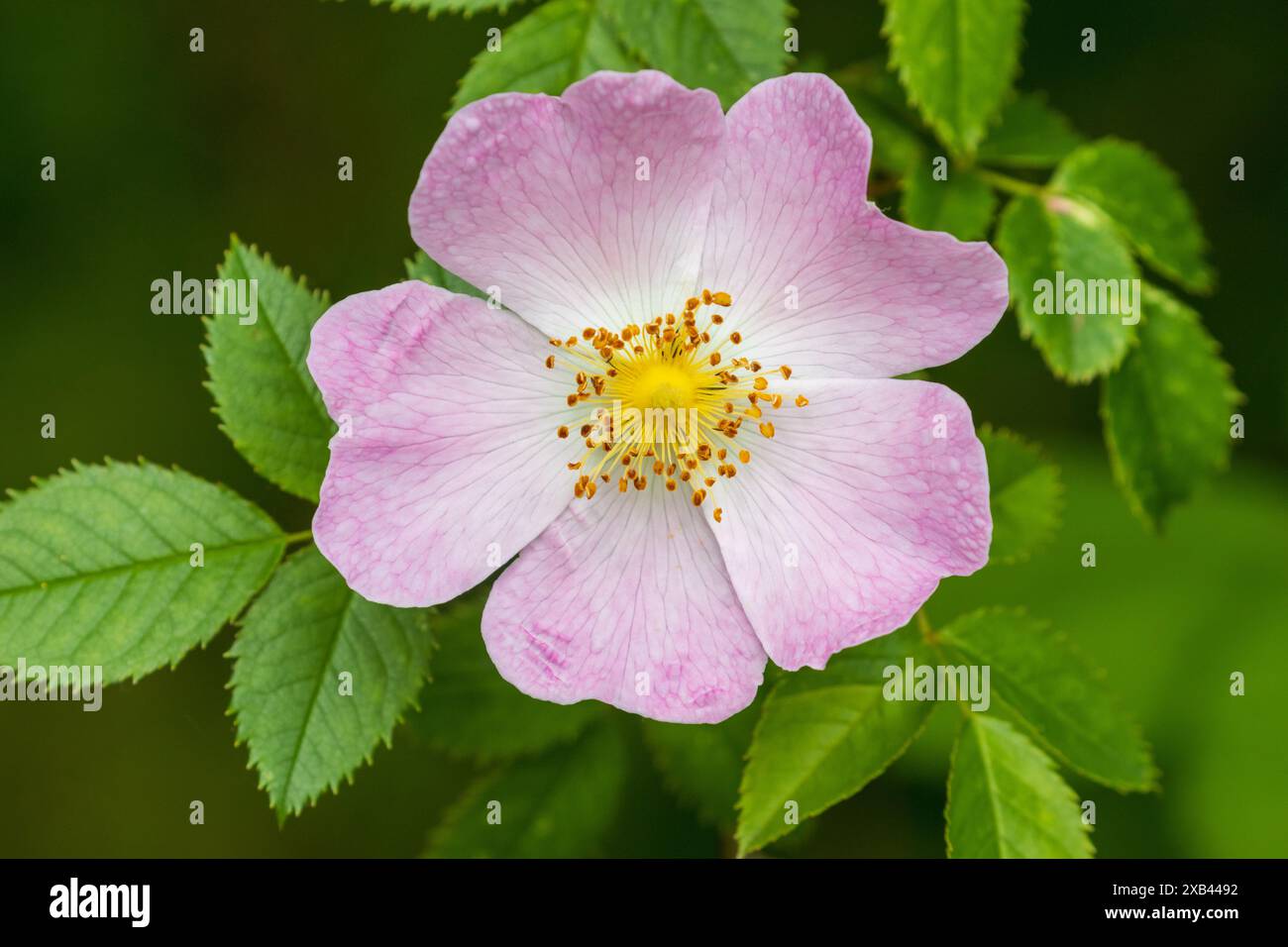 Dog rose, Rosa canina in bloom Stock Photo - Alamy