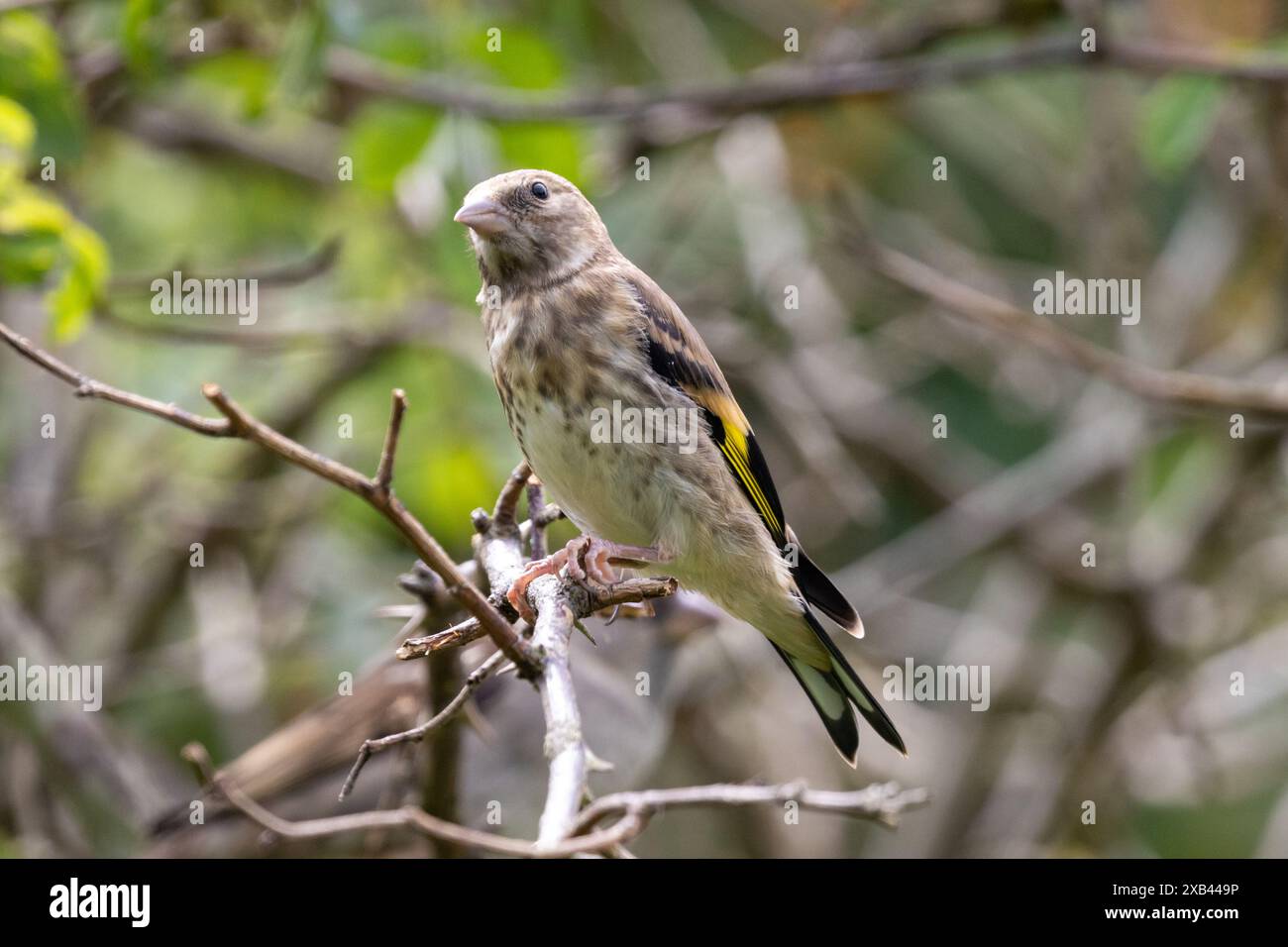 Fledgling Goldfinch, Carduelis carduelis. Sussex, UK Stock Photo - Alamy