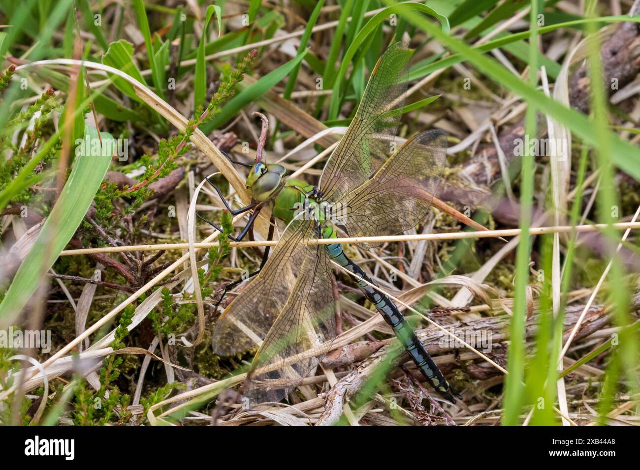 Emperor dragonfly, Anax imperator. Sussex, UK Stock Photo - Alamy