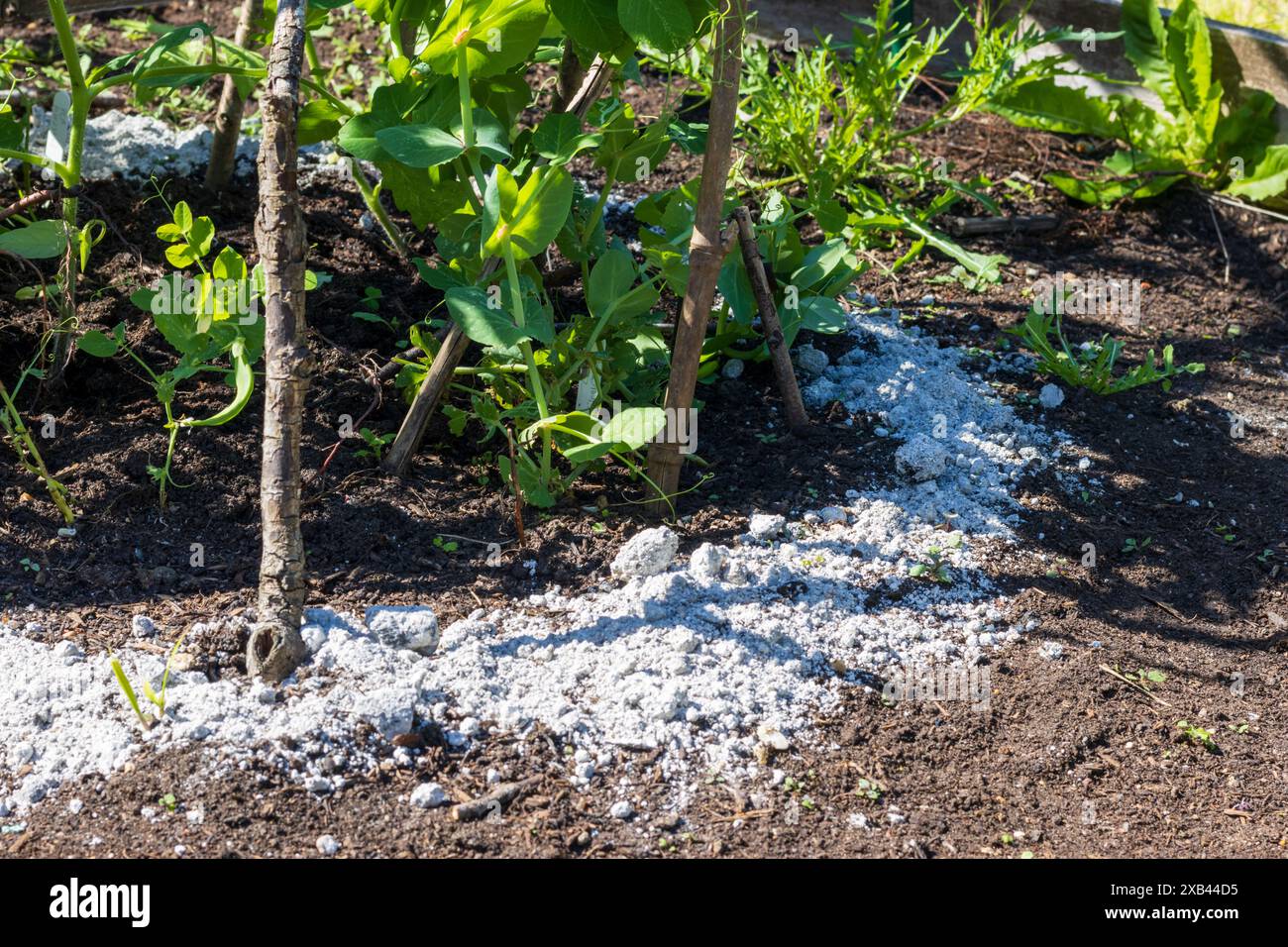Ash scattered around the base of plants on a vegetable plot to ...
