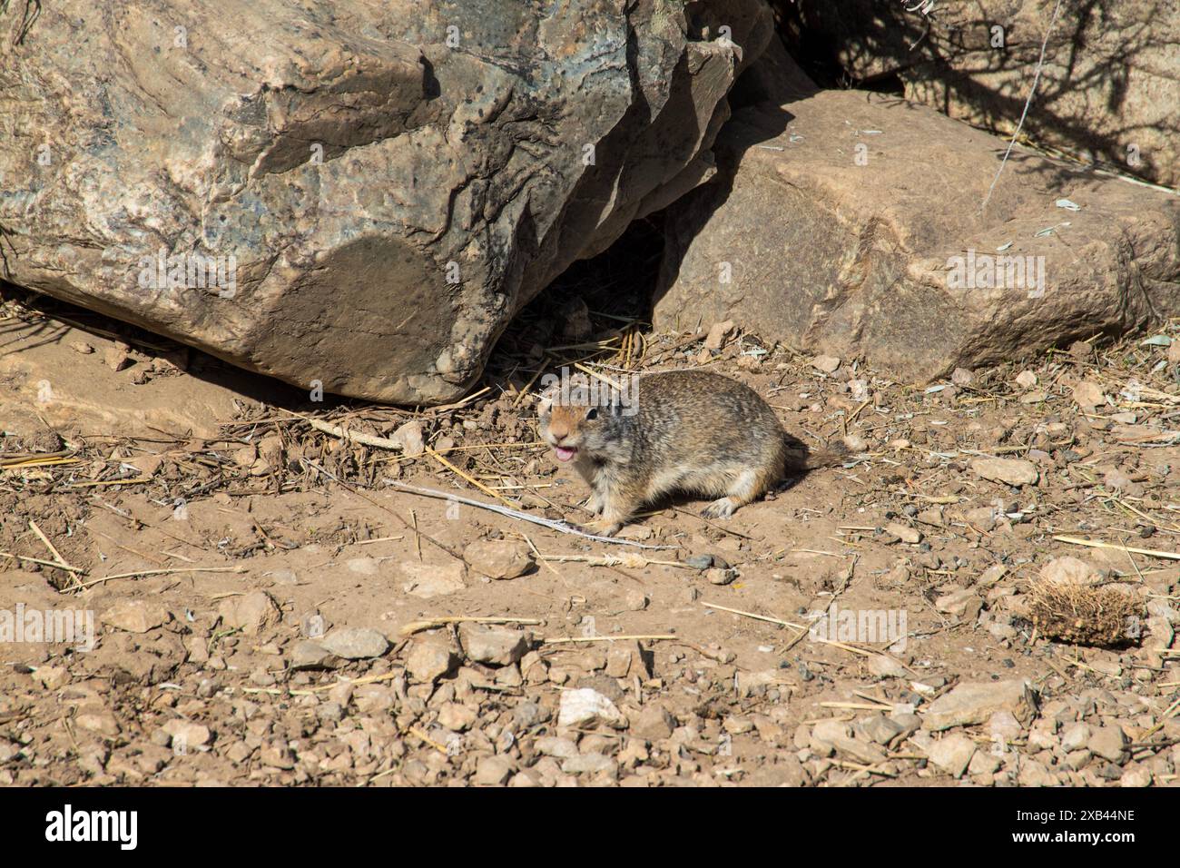 Ground Squirrles at the Grizzly and wolf Discovery Center in West ...