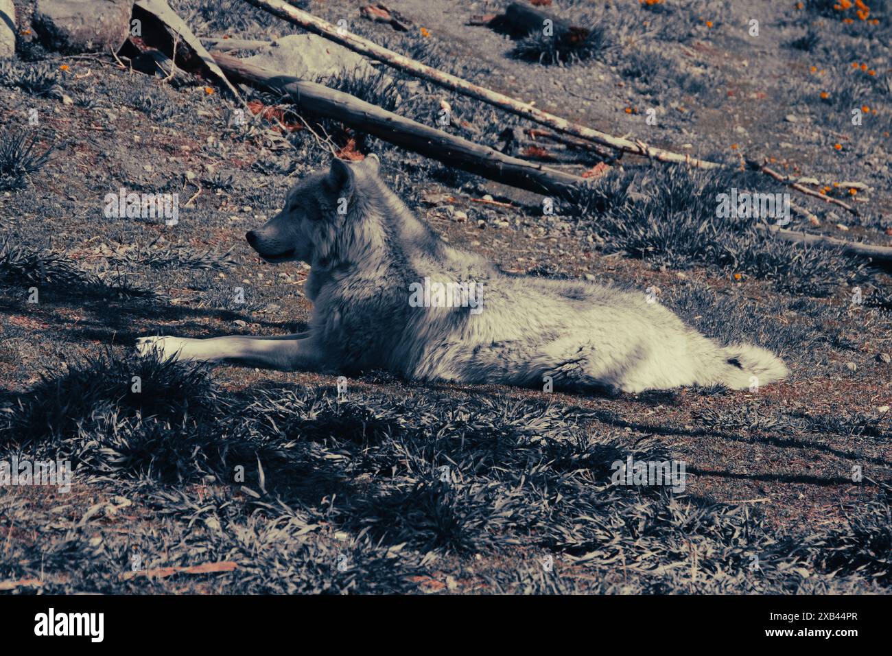 Grey Wolf in captivity, unable to survive in the wild, at the Grizzly ...