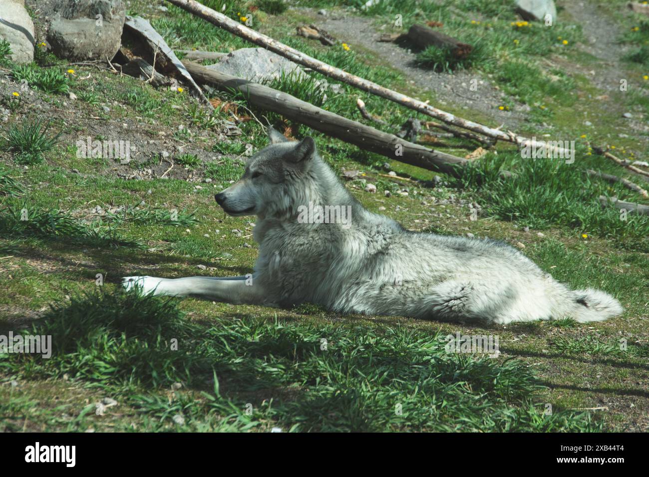 Grey Wolf in captivity, unable to survive in the wild, at the Grizzly ...