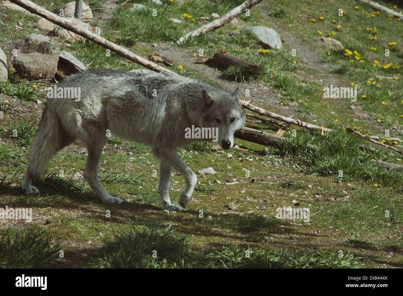 Grey Wolf in captivity, unable to survive in the wild, at the Grizzly ...