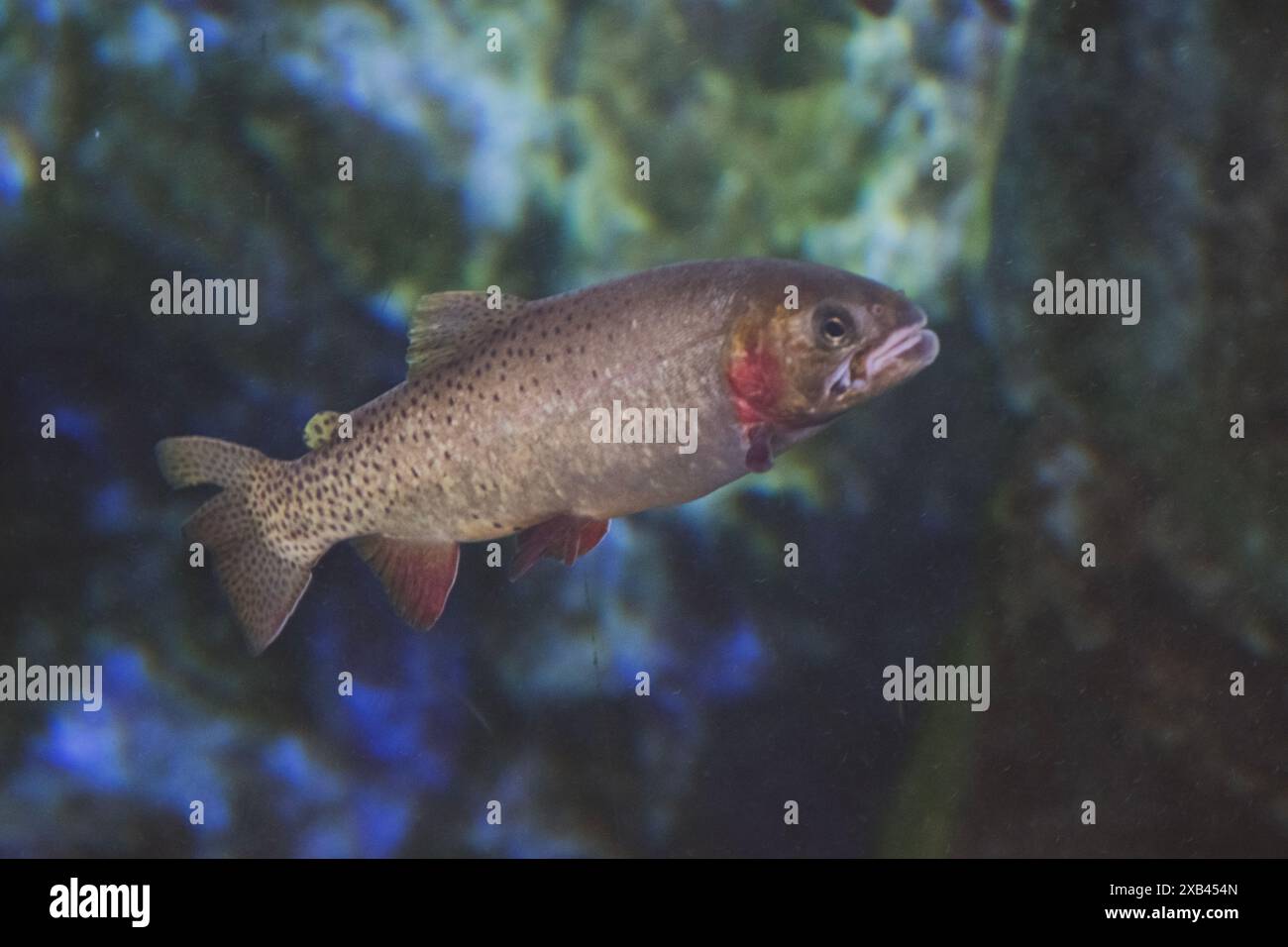 Brook trout hi-res stock photography and images - Alamy
