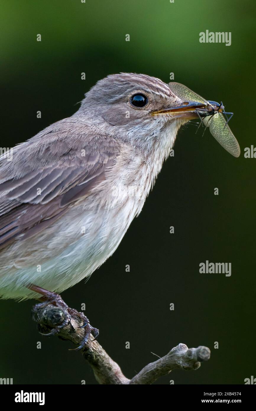 Spotted flycatcher up close hi-res stock photography and images - Alamy