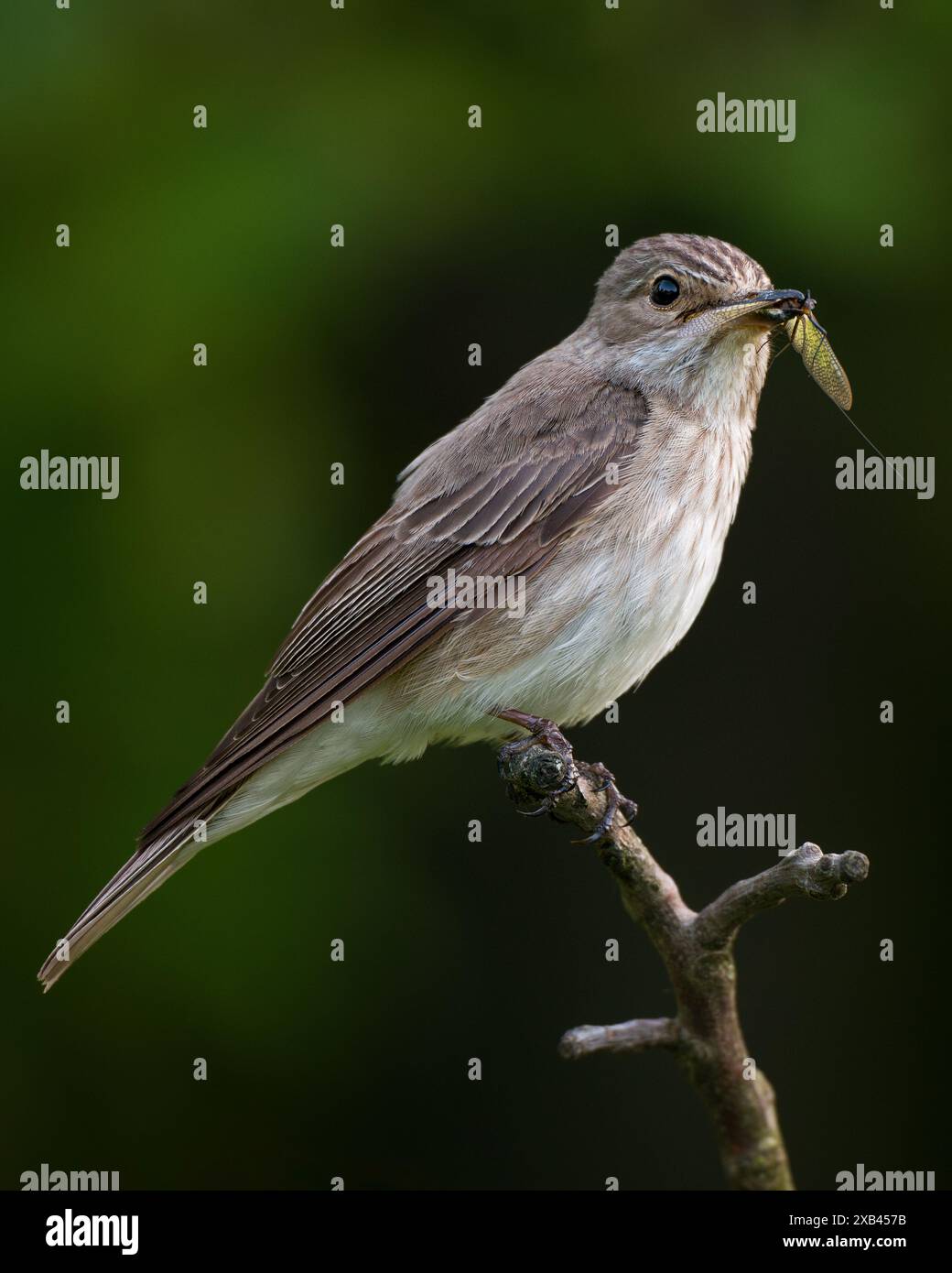 Insect fly in beak hi-res stock photography and images - Alamy