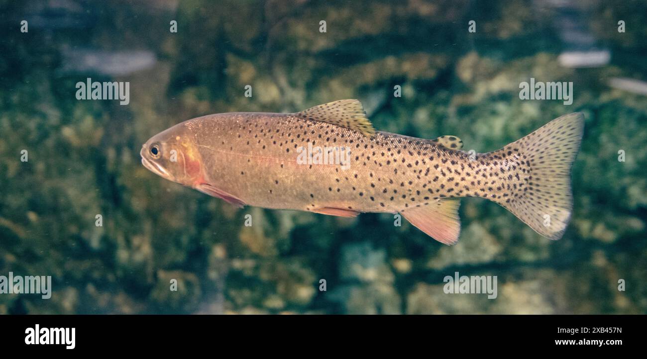 Rainbow Trout at the Grizzly and wolf Discovery Center in West ...